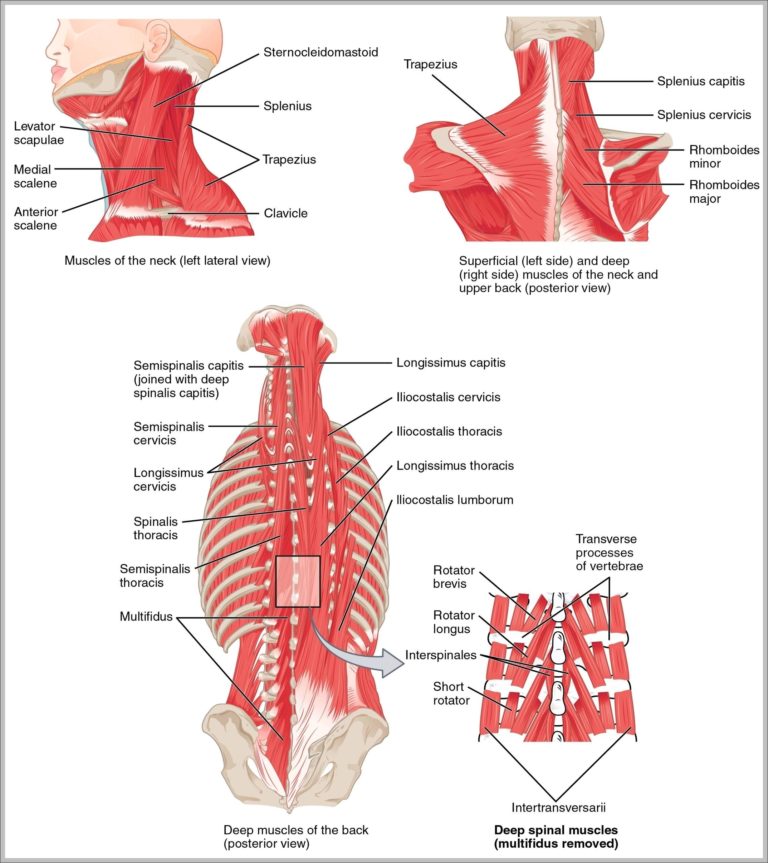 Muscles Of The Back And Neck Image | Anatomy System - Human Body ...