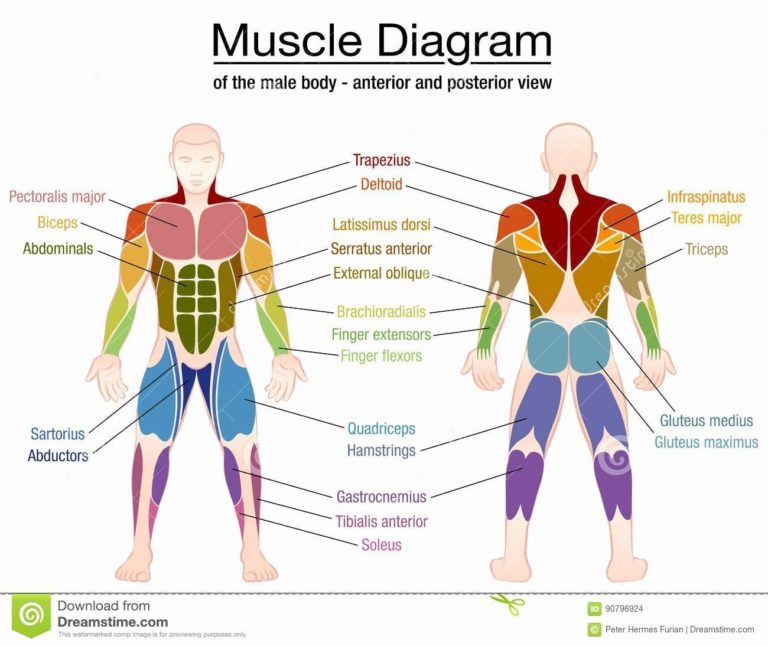 Muscles names | Anatomy System - Human Body Anatomy diagram and chart ... Muscles names | Anatomy System - Human Body Anatomy diagram and chart ...