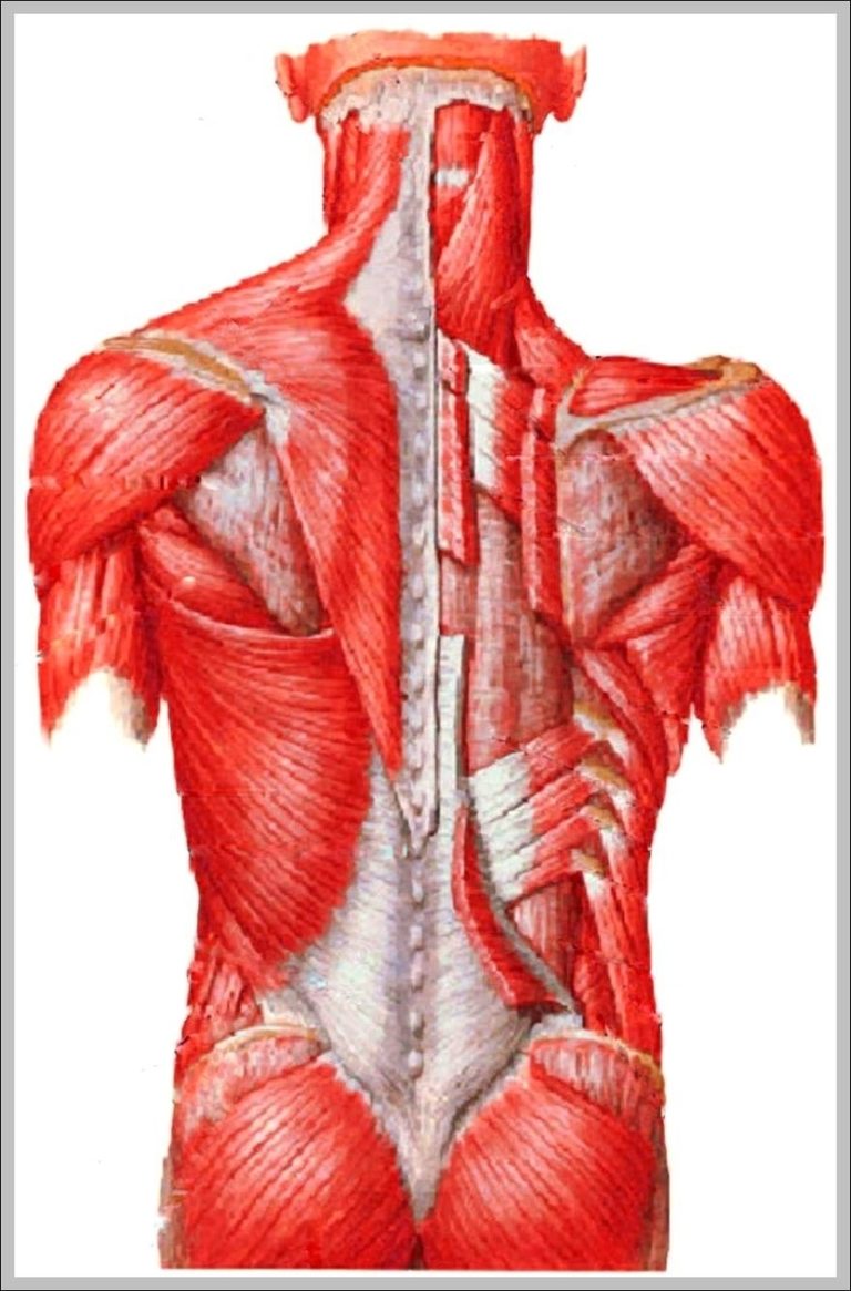 Muscular Pictures Image | Anatomy System - Human Body Anatomy diagram ...