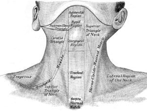 Neck anatomy with labels | Anatomy System - Human Body Anatomy diagram ...