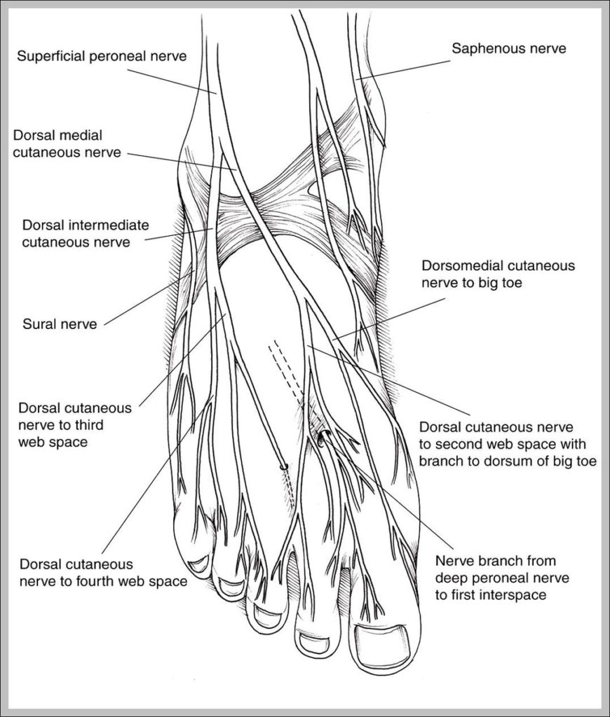 Nerves Of The Feet Image Anatomy System Human Body Anatomy Diagram