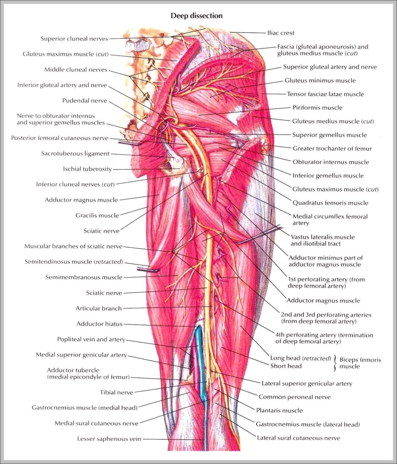 Nerves Of The Thigh Image | Anatomy System - Human Body Anatomy diagram ...