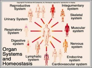 Organ System Pictures Image | Anatomy System - Human Body Anatomy ...