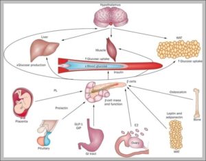 Pancreas Functions Image | Anatomy System - Human Body Anatomy diagram ...