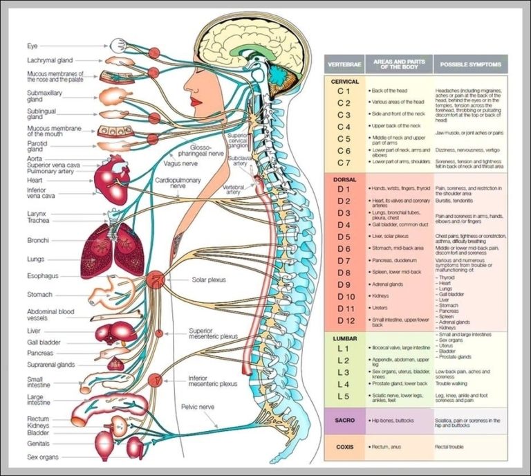 Parts Of The Body Diagram Image | Anatomy System - Human Body Anatomy ...