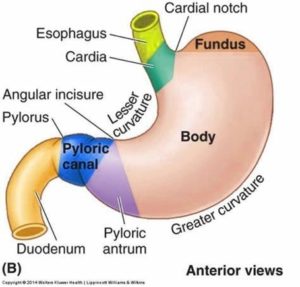 Parts Of The Stomach And Their Functions – Anatomy System – Human Body ...