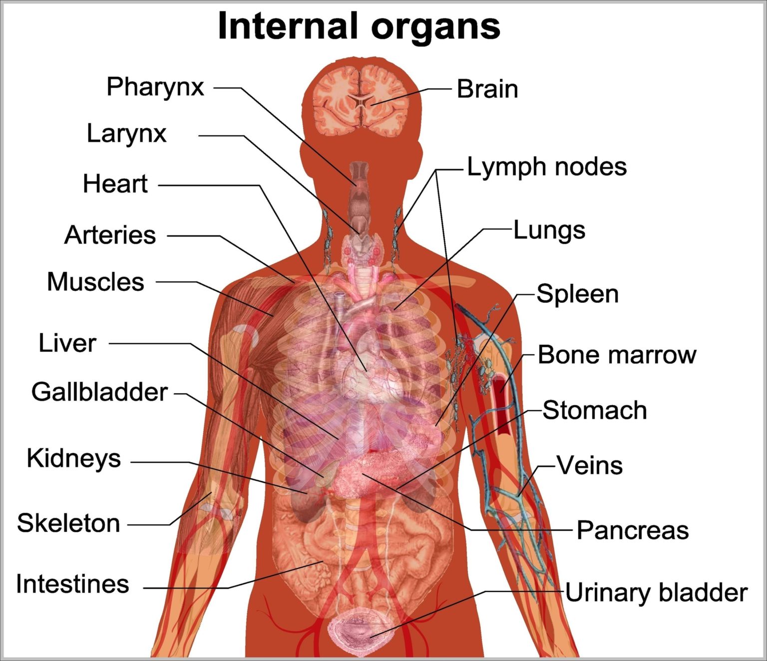 Unlabeled Human Skeleton Image Anatomy System Human Body Anatomy