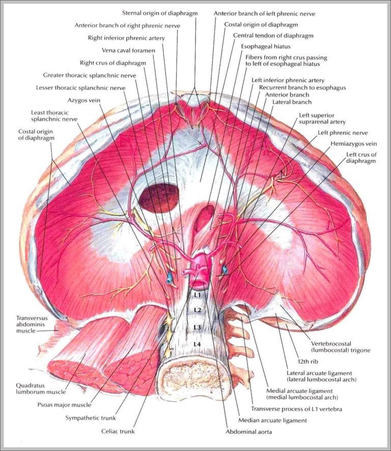 Picture Of Diaphragm Image | Anatomy System - Human Body Anatomy ...