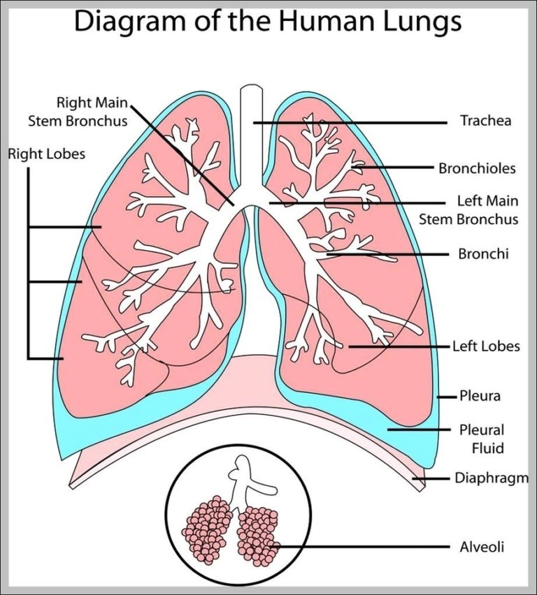 Picture Of Lungs Image | Anatomy System - Human Body Anatomy diagram and chart images