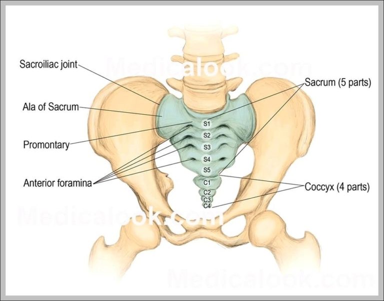 sacrum | Anatomy System - Human Body Anatomy diagram and chart images