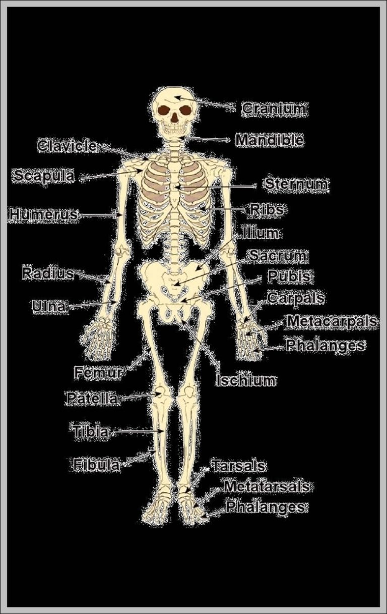 Pictures Of Bones In The Human Body Image | Anatomy System - Human Body ...