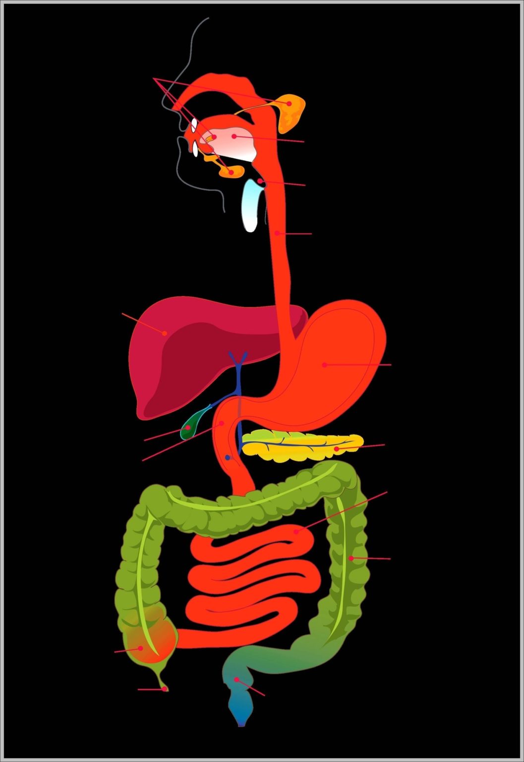 Pictures Of Digestive System For Kids Image | Anatomy System - Human ...