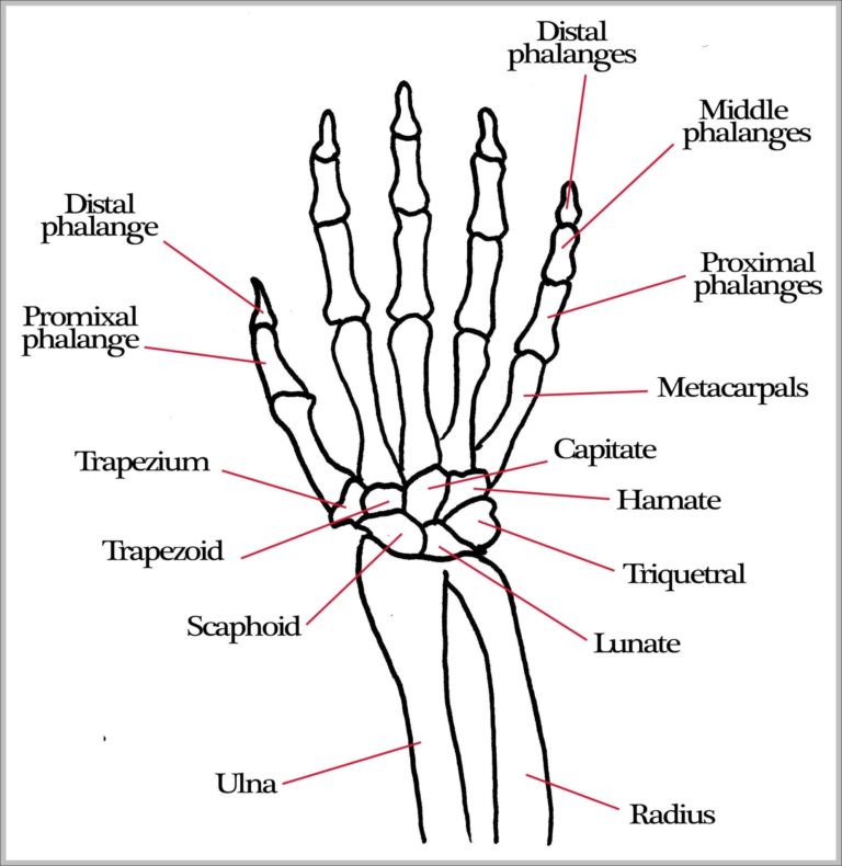 Pictures Of Hand Bones Image | Anatomy System - Human Body Anatomy ...