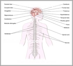 Pictures Of The Central Nervous System Image | Anatomy System - Human ...
