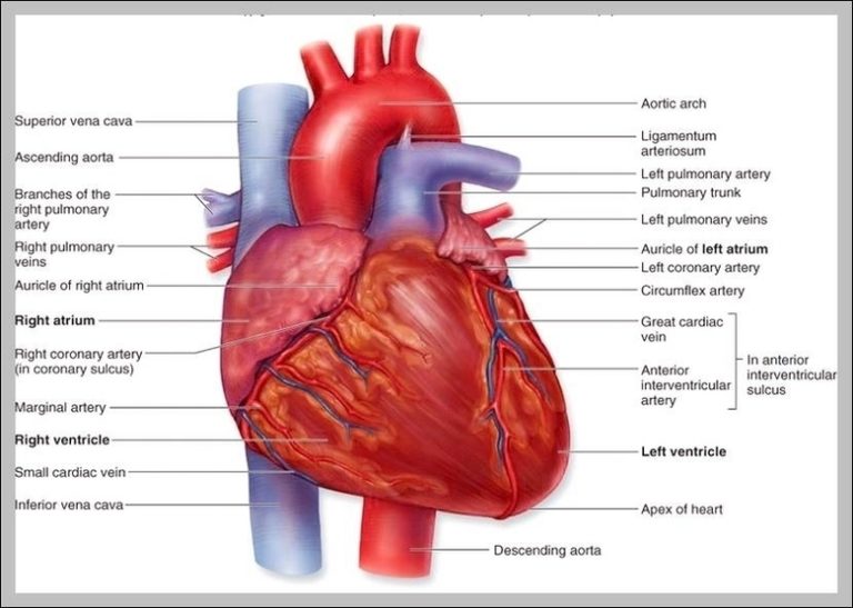 Pictures Of The Heart With Labels Image | Anatomy System - Human Body ...
