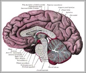 prepatellar | Anatomy System - Human Body Anatomy diagram and chart images
