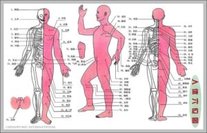 Pressure Points Human Anatomy Image | Anatomy System - Human Body ...