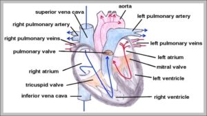Pulmonary Trunk Function Image | Anatomy System - Human Body Anatomy ...