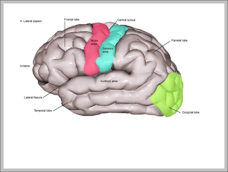 Sensory Motor Image | Anatomy System - Human Body Anatomy diagram and ...