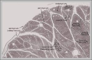 Skeletal Muscle Labeled Image | Anatomy System - Human Body Anatomy ...