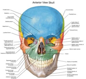 Skull Anterior view | Anatomy System - Human Body Anatomy diagram and ...