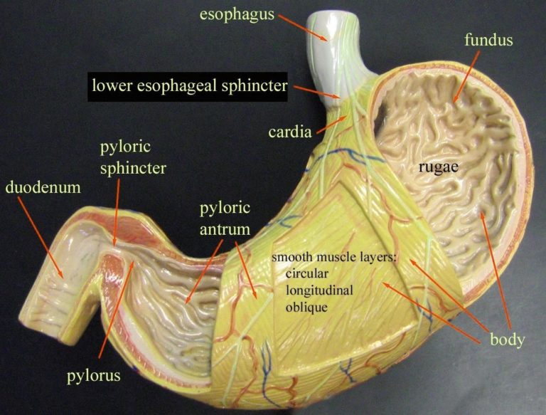 Abdominal Muscles Illustration – Anatomy System – Human Body Anatomy diagram and chart images