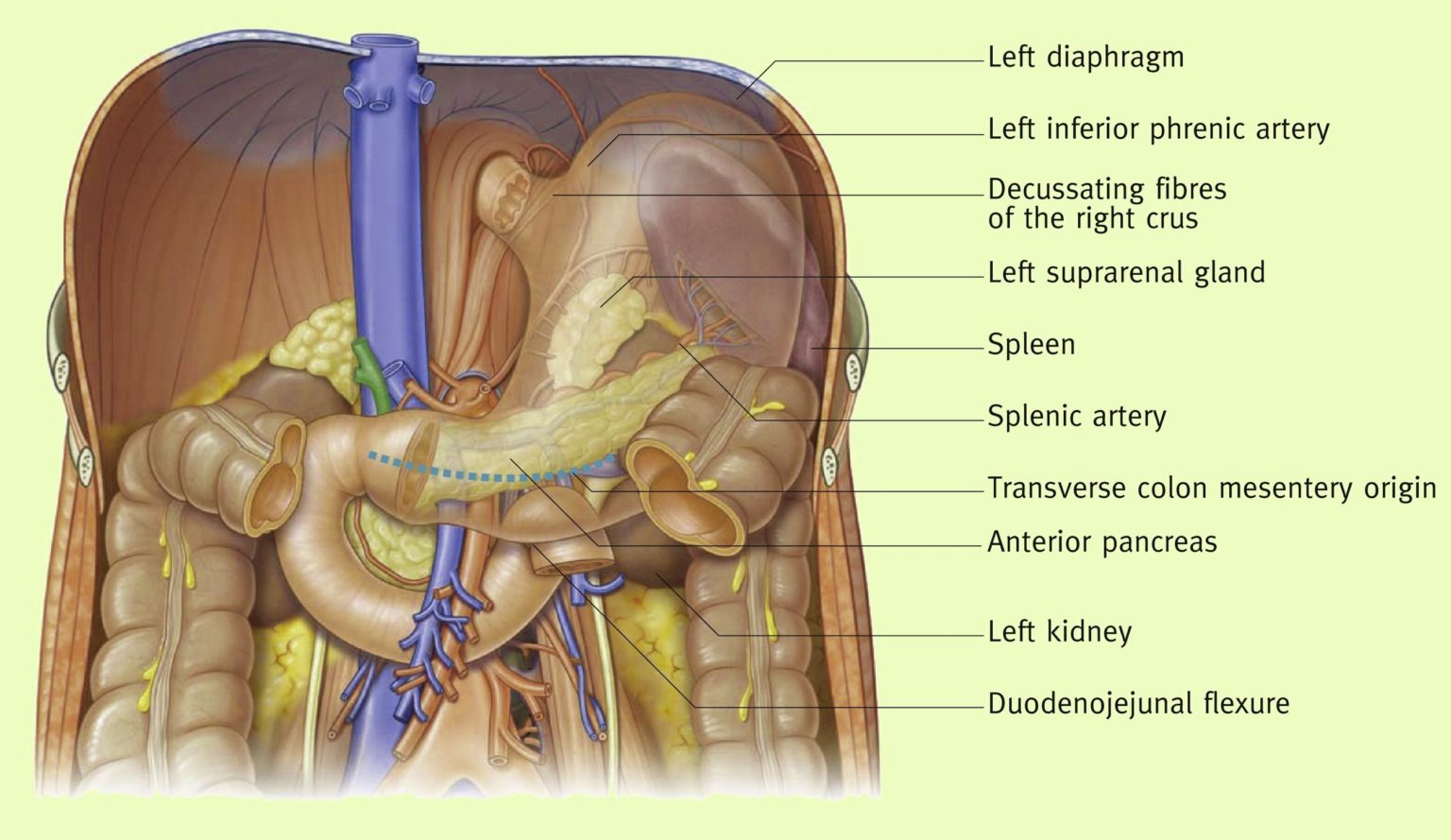 Brain And Mental Disorders – Anatomy System – Human Body Anatomy ...