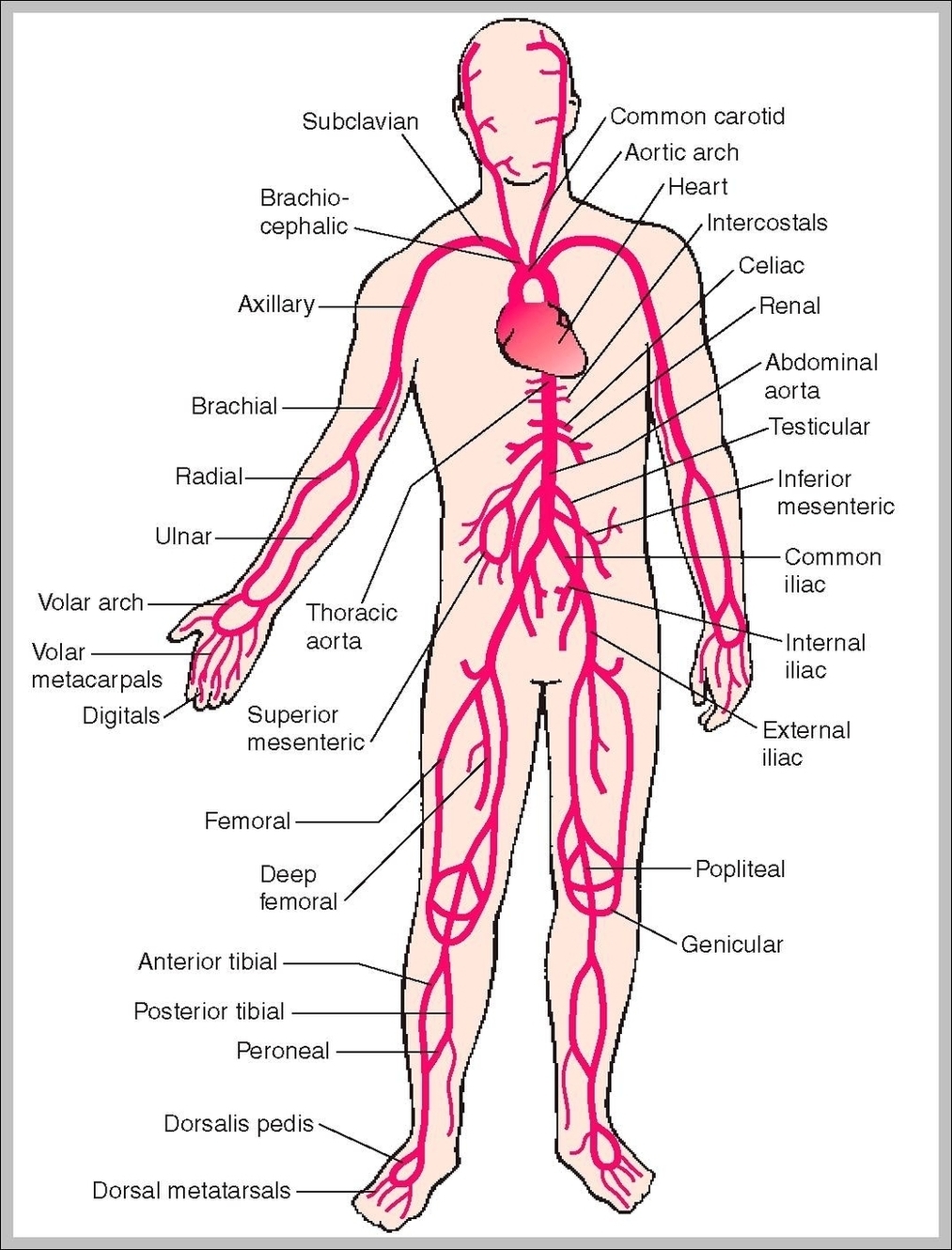 System Of The Body Image Anatomy System Human Body Anatomy Diagram 