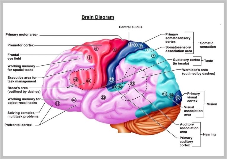 The Human Brain Diagram Image | Anatomy System - Human Body Anatomy ...