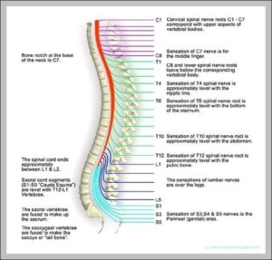 Thoracic Vertebrae Numbers Image | Anatomy System - Human Body Anatomy ...