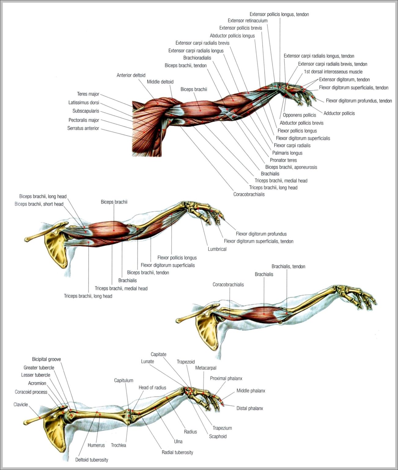 Types Of Muscle Cells Image | Anatomy System - Human Body Anatomy ...