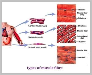 Types Of Muscle Image | Anatomy System - Human Body Anatomy diagram and ...