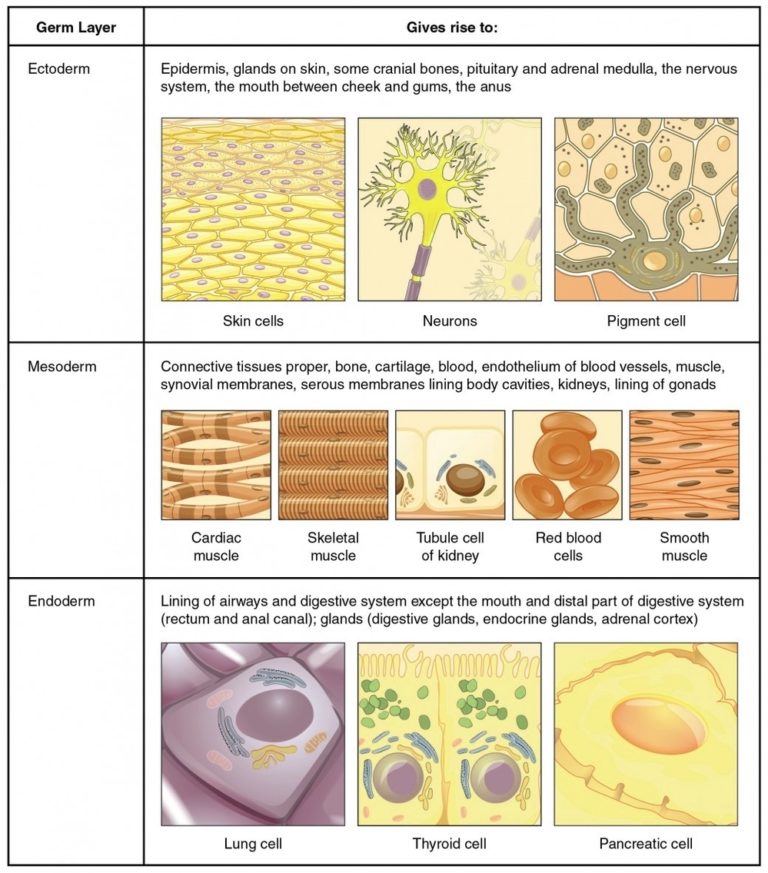 Human Bone Structure – Anatomy System – Human Body Anatomy diagram and ...