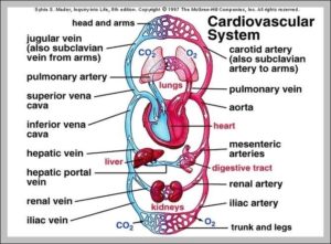 Vascular System Diagram Image | Anatomy System - Human Body Anatomy ...