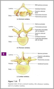 Vertebrae Labeled | Anatomy System - Human Body Anatomy diagram and ...