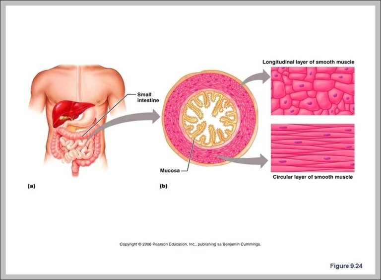 Visceral Smooth Muscle Image | Anatomy System - Human Body Anatomy ...