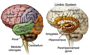 anatomy brain border | Anatomy System - Human Body Anatomy diagram and ...