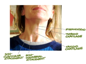 ant neck alone | Anatomy System - Human Body Anatomy diagram and chart ...