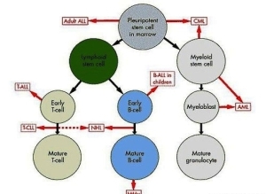 blood cells | Anatomy System - Human Body Anatomy diagram and chart images