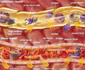 blood plasma | Anatomy System - Human Body Anatomy diagram and chart images