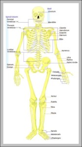 bones in buttocks | Anatomy System - Human Body Anatomy diagram and ...