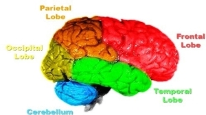 brain lobes color | Anatomy System - Human Body Anatomy diagram and ...