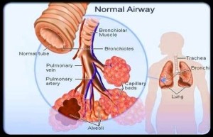bronchioles diagram | Anatomy System - Human Body Anatomy diagram and ...