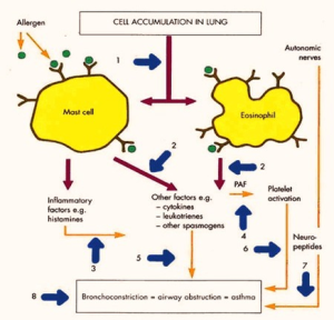 cell in lung | Anatomy System - Human Body Anatomy diagram and chart images