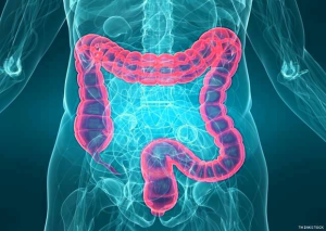 colon figure | Anatomy System - Human Body Anatomy diagram and chart images