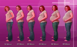 diagram first trimester pregnancy stages | Anatomy System - Human Body ...