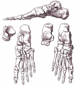 Foot Bones Worksheets