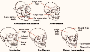 diagram skull comparison | Anatomy System - Human Body Anatomy diagram ...