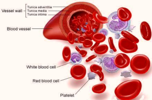 diagram white blood cells | Anatomy System - Human Body Anatomy diagram ...