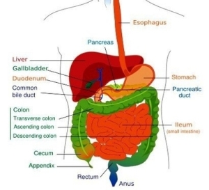 digestive system diagram crop | Anatomy System - Human Body Anatomy ...